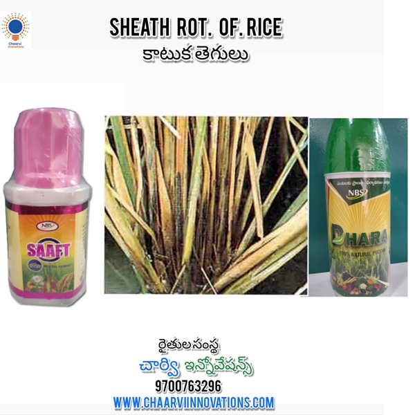 Sheath Rot of Rice – కాటుక తెగులు – Chaarvi Innovations