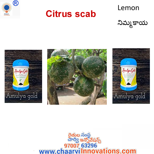 Citrus scab – Chaarvi Innovations