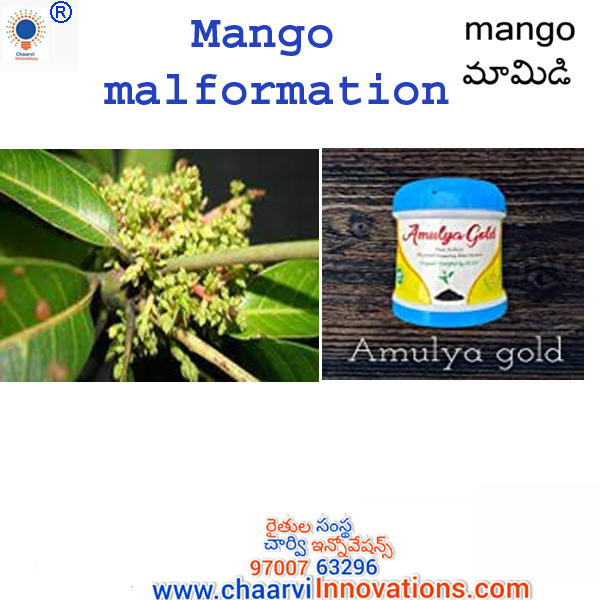 Mango malformation – Chaarvi Innovations